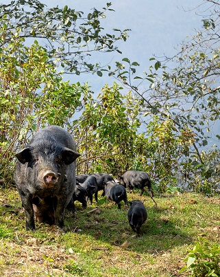 Hunting tour in Zagreb. Big wild game and small wild game. Guided tour ...