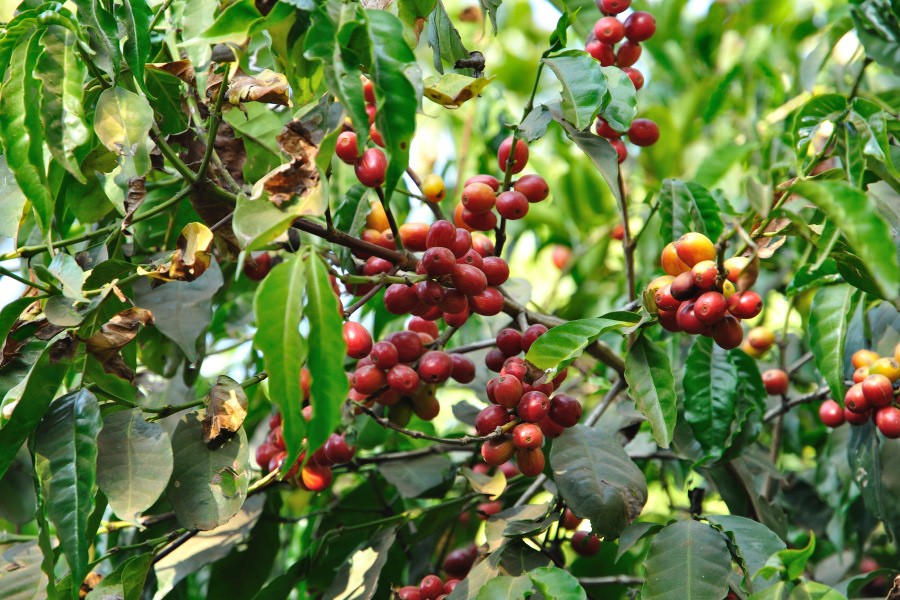 Private tour in Jimma, Bonga, Yirgalem, Sidama. Ethiopia Orgins of ...