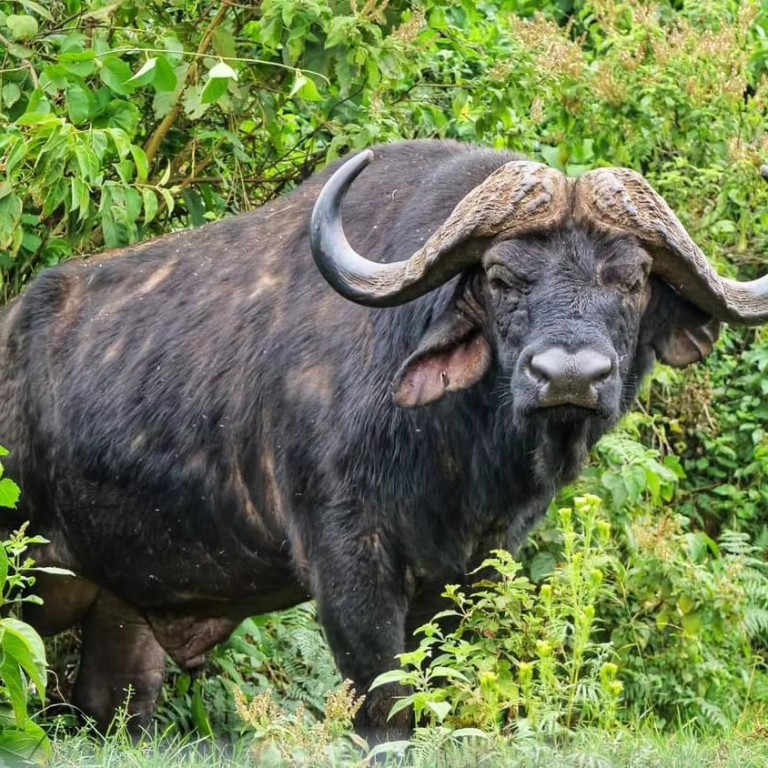 Adventure tour in Nairobi. The Ultimate 8-Day Kenya Safari: Samburu, Aberdares, Amboseli, Nakuru ...