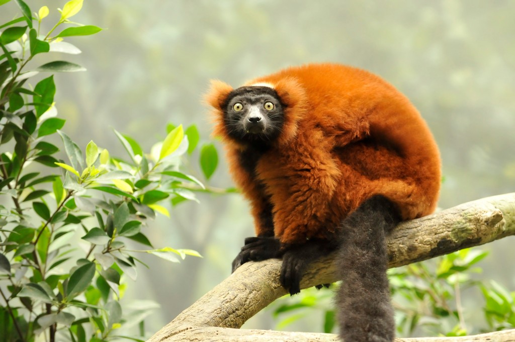 Eco and Wildlife tour in Maroantsetra. Masoala eco trails. Guided tour ...